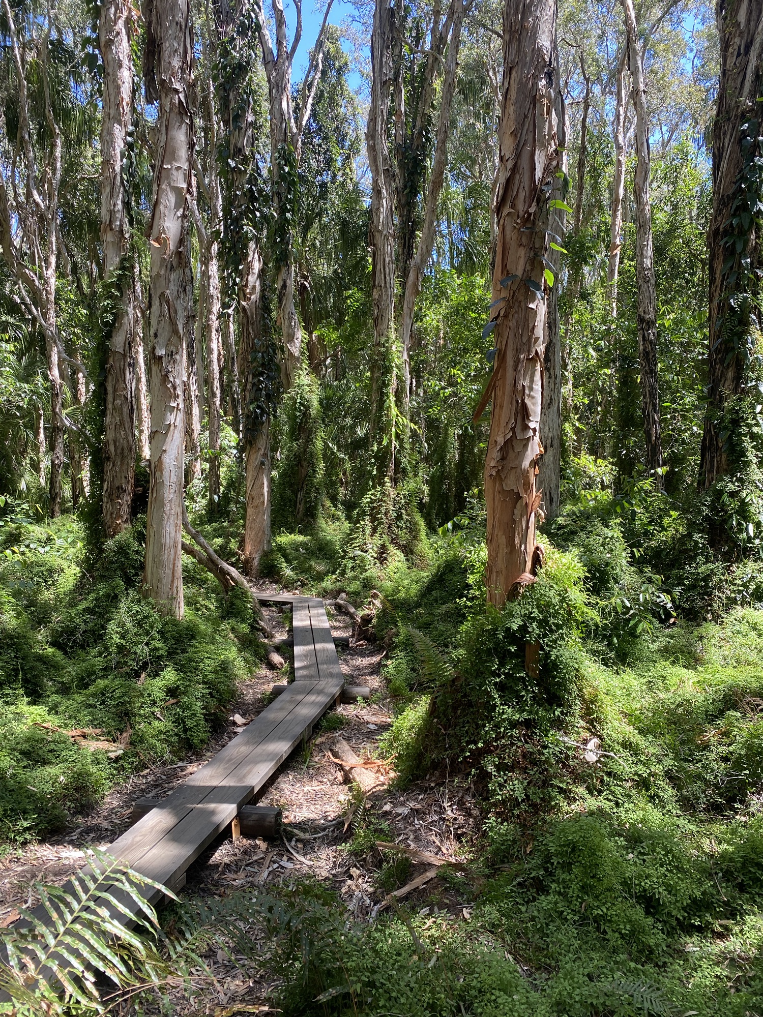 Agnes Water – Mumma, Did You Know?